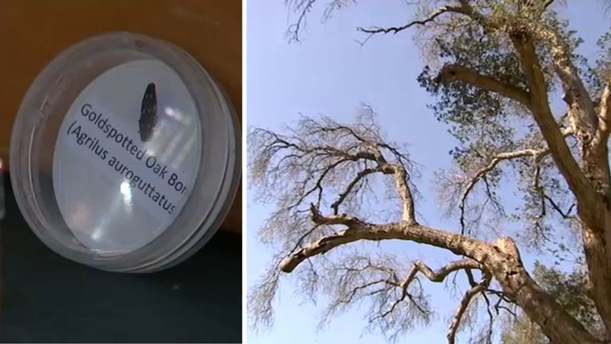Goldspotted Oak Borer beetles killed 200,000 oak trees in SoCal ...