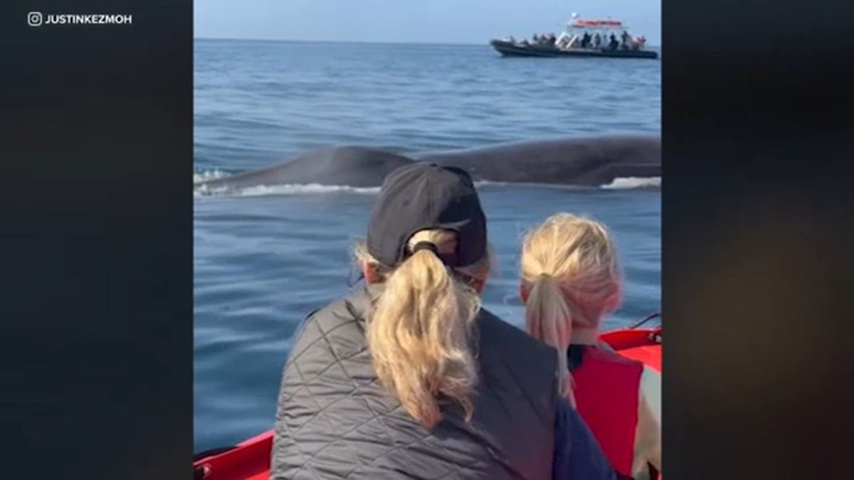 Fin whale surfaces right next to family's boat off Newport Beach, video ...