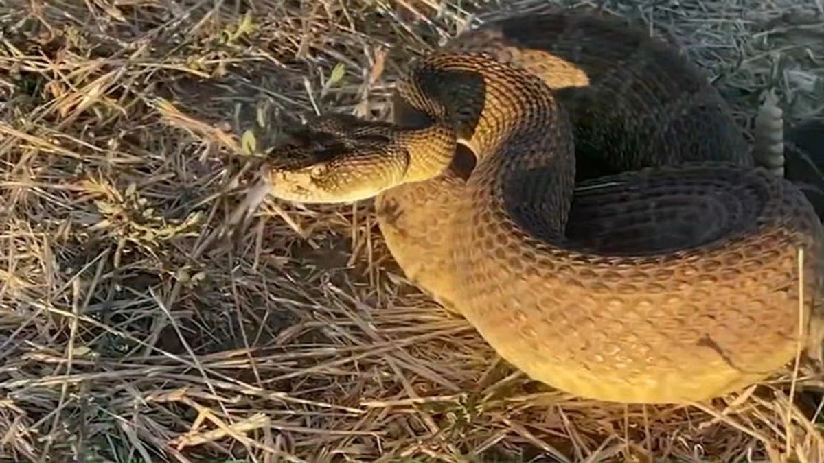 California seeing spike in rattlesnake bites, 3 deaths reported so far ...