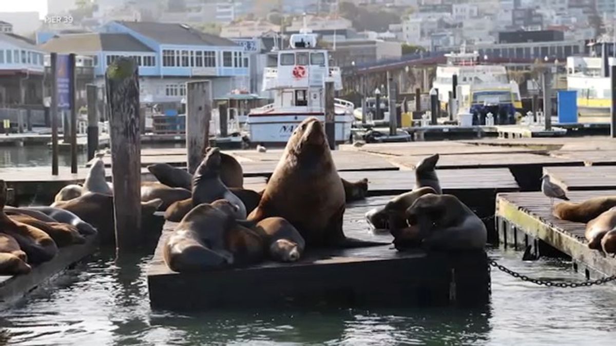 Giant Steller sea lion 'Chonkers' draws crowds to SF's Pier 39: Here's ...