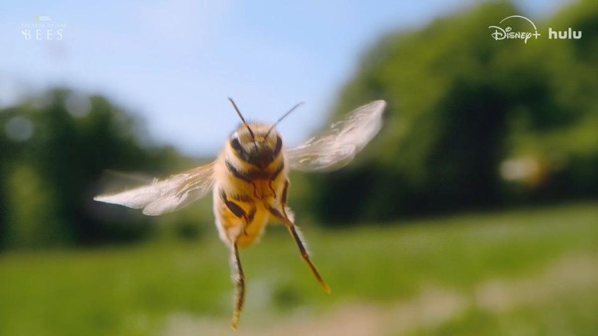 'Secrets of the Bees' reveals the genius nature of bees and their ...