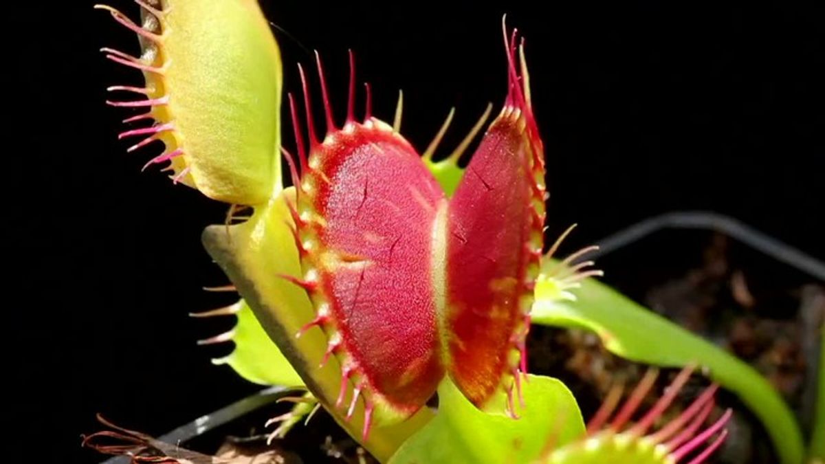 This Is How Venus Fly Traps Outsmart Their Prey | Haystack News