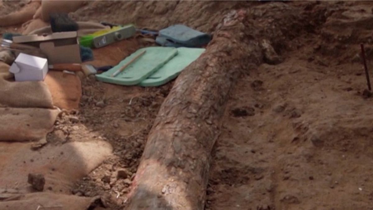 A Closer Look at a Massive Prehistoric Elephant Tusk Unearthed by ...
