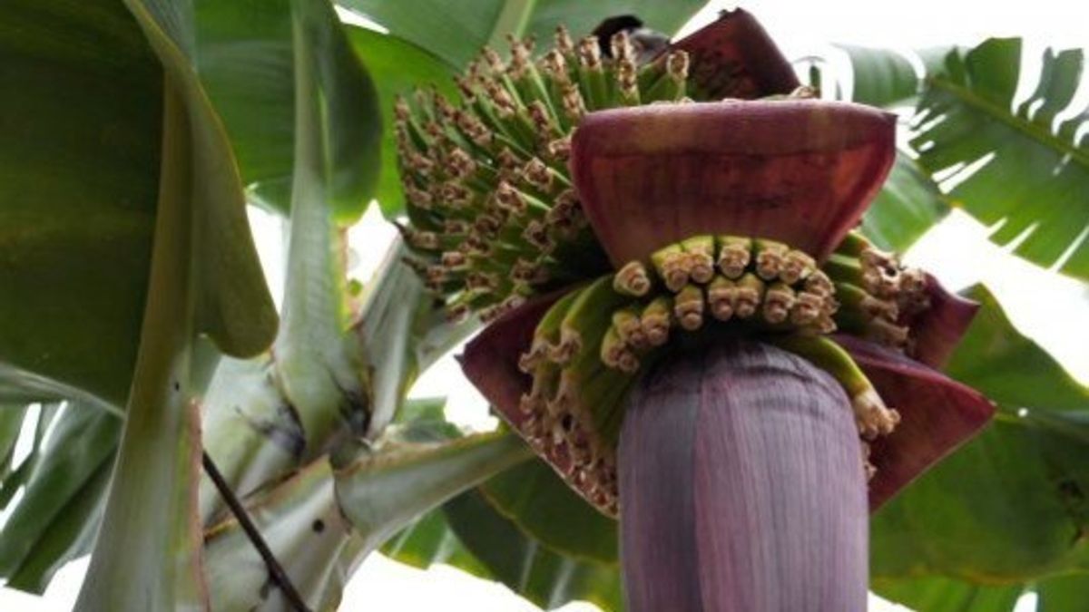 Bananas: One of the world's most complex fruits, traced by ancient ...