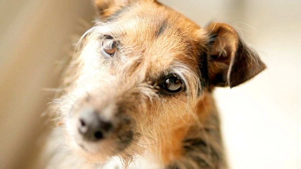 Can AI Talk to Animals? Scientists say it hinges on three key hurdles ...