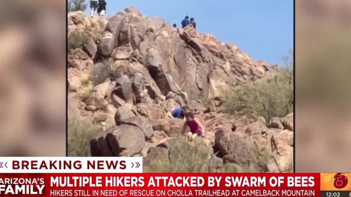 Trails closed after bees attack 8 people at Camelback Mountain ...