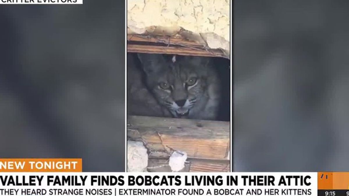 Scottsdale family hears scratching, makes wild discovery in attic ...