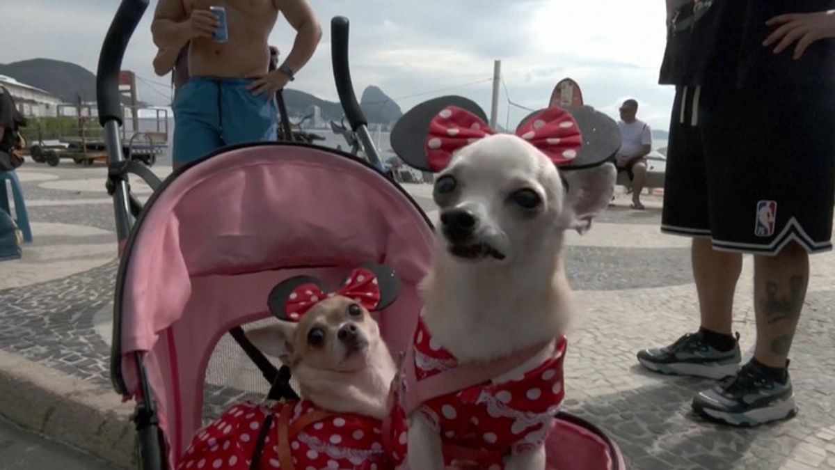 Rio's Canine Carnival Woofs Its Way onto Copacabana Beach | Haystack News