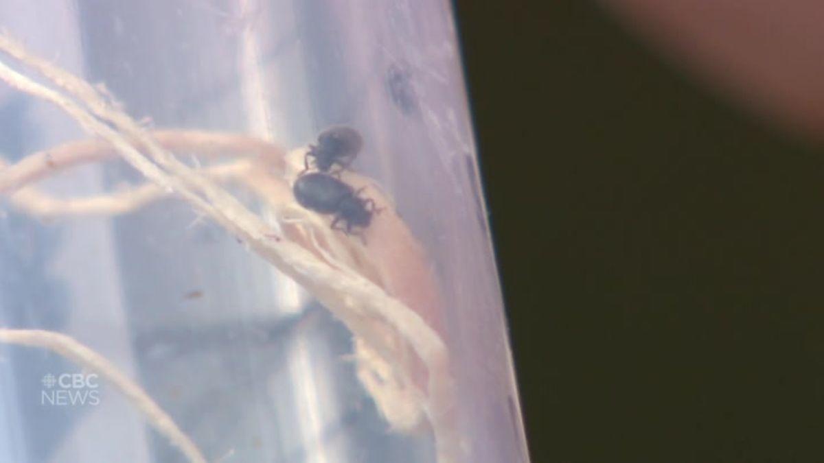 Can these beetles help save Nova Scotia's hemlock trees? | Haystack News