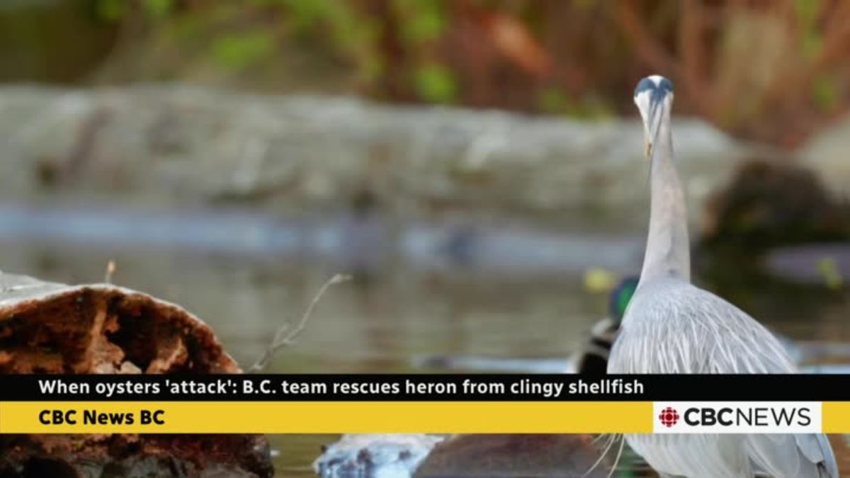 When oysters 'attack': B.C. team rescues heron from clingy shellfish ...