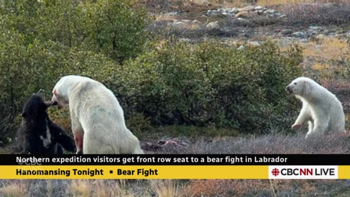 Man recounts seeing polar bear and black bear fight | Haystack News