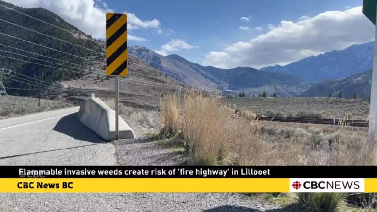 Risk of 'fire highway' in Lillooet as flammable invasive weeds take ...