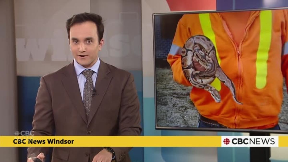 Where did this python in Windsor's sewer system come from — and what ...