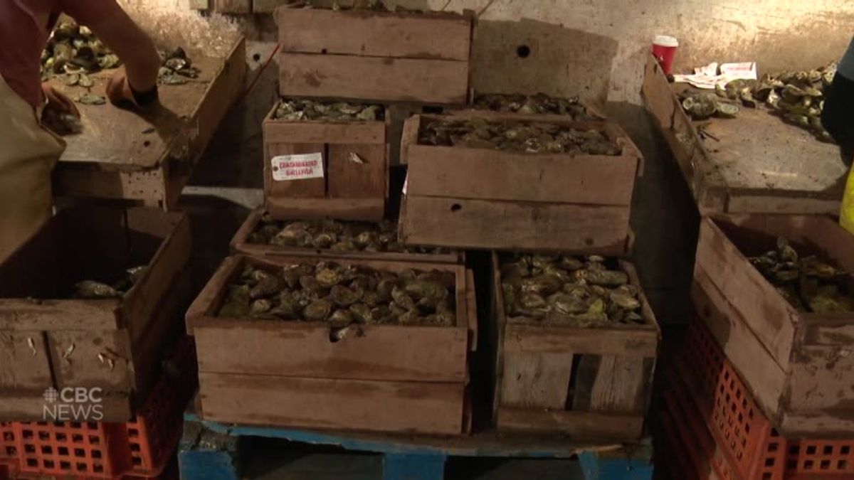 Oyster diseases squeezing supply to retail outlets, restaurants ...