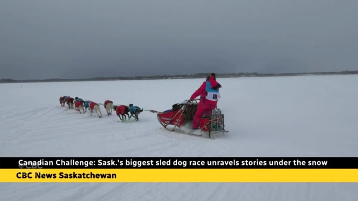 Canadian Challenge: Sask.'s biggest sled dog race unravels stories ...