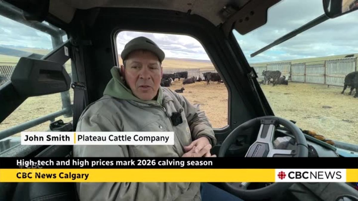 High-tech and high prices mark 2026 calving season | Haystack News