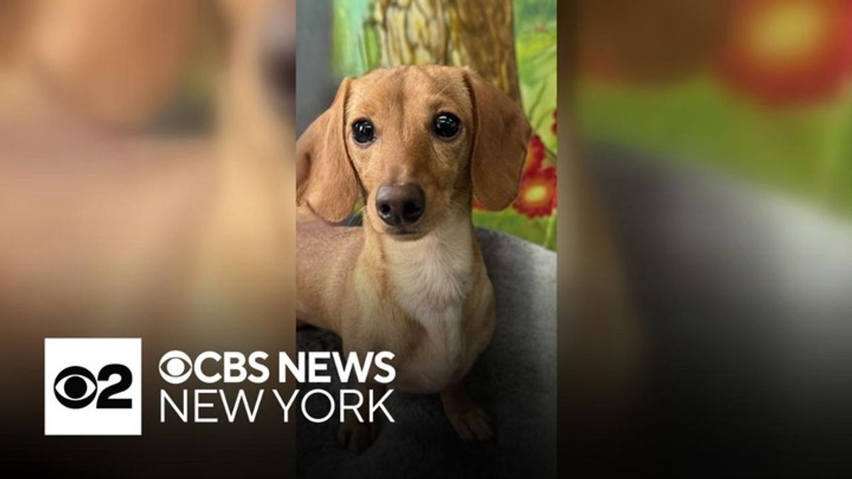 Furry Friend Finder: Meet Lily the dachshund | Haystack News