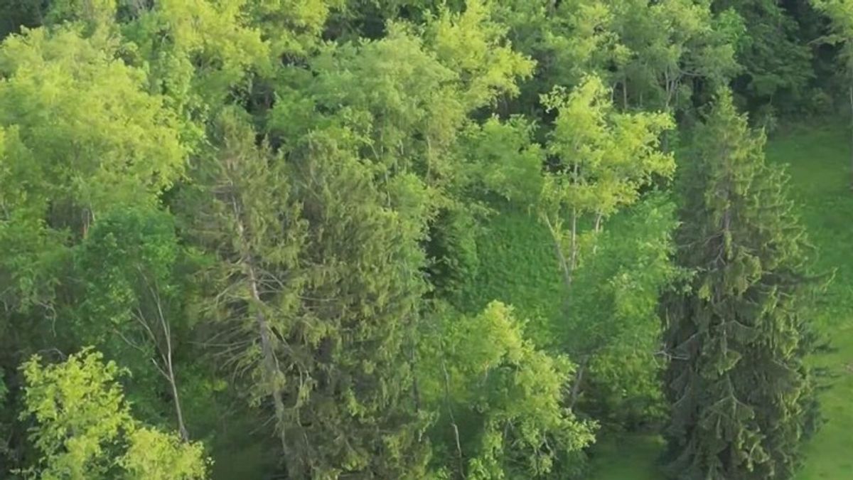 Tree trimmer killed in "freak accident," police chief says | Haystack News