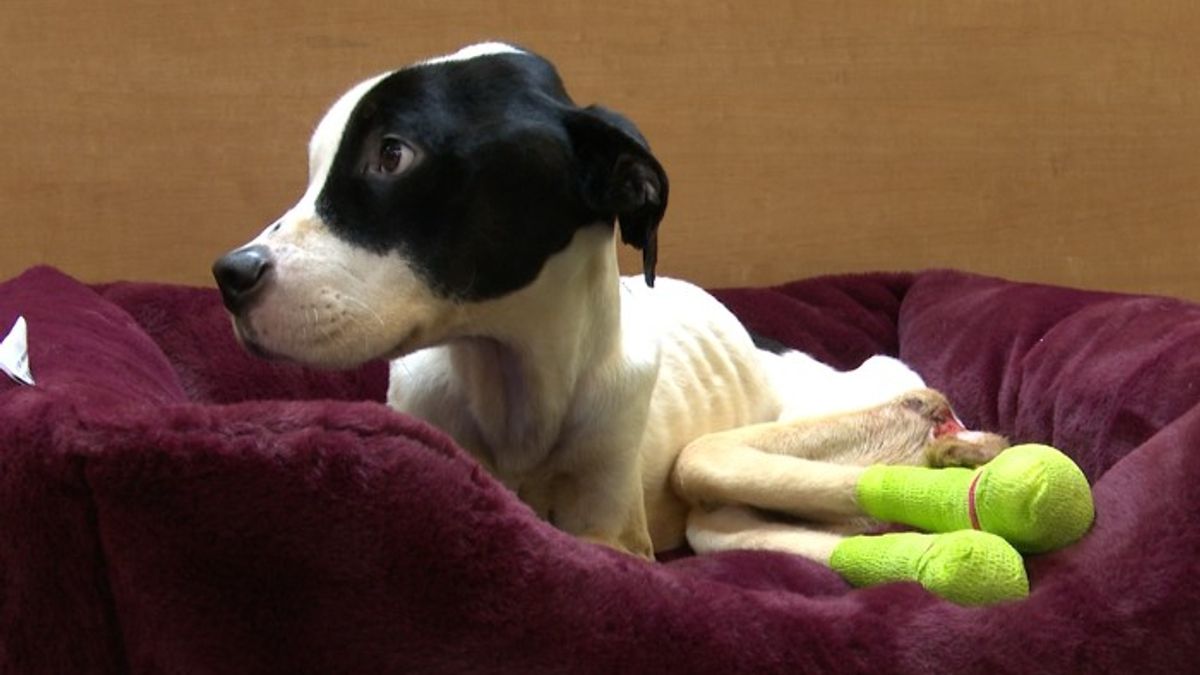 Abandoned, malnourished puppy rescued in St. Catharines begins long ...