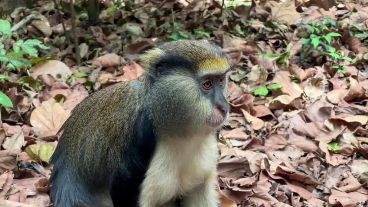 Sacred or spoiled? Monkeys are testing a village’s patience | Haystack News