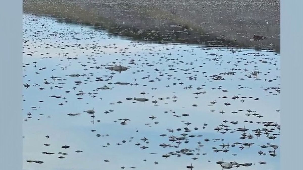 San Carlos Lake fish kill closes reservoir | Haystack News