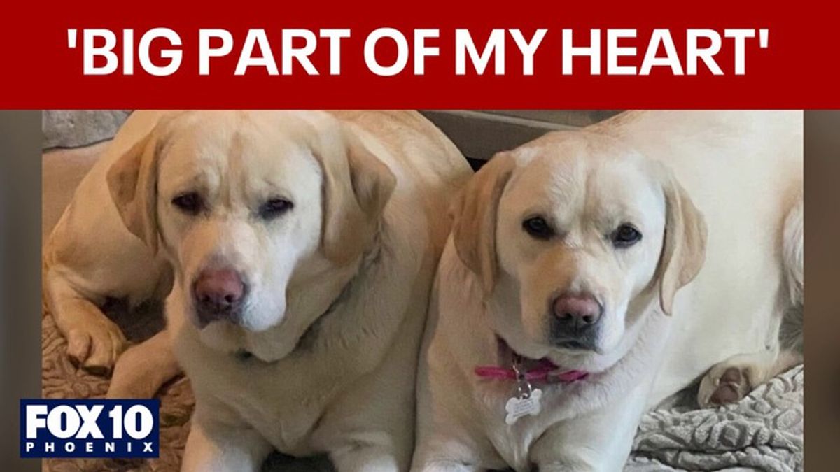 Pet owner speaks out after fatal bee attack | Haystack News