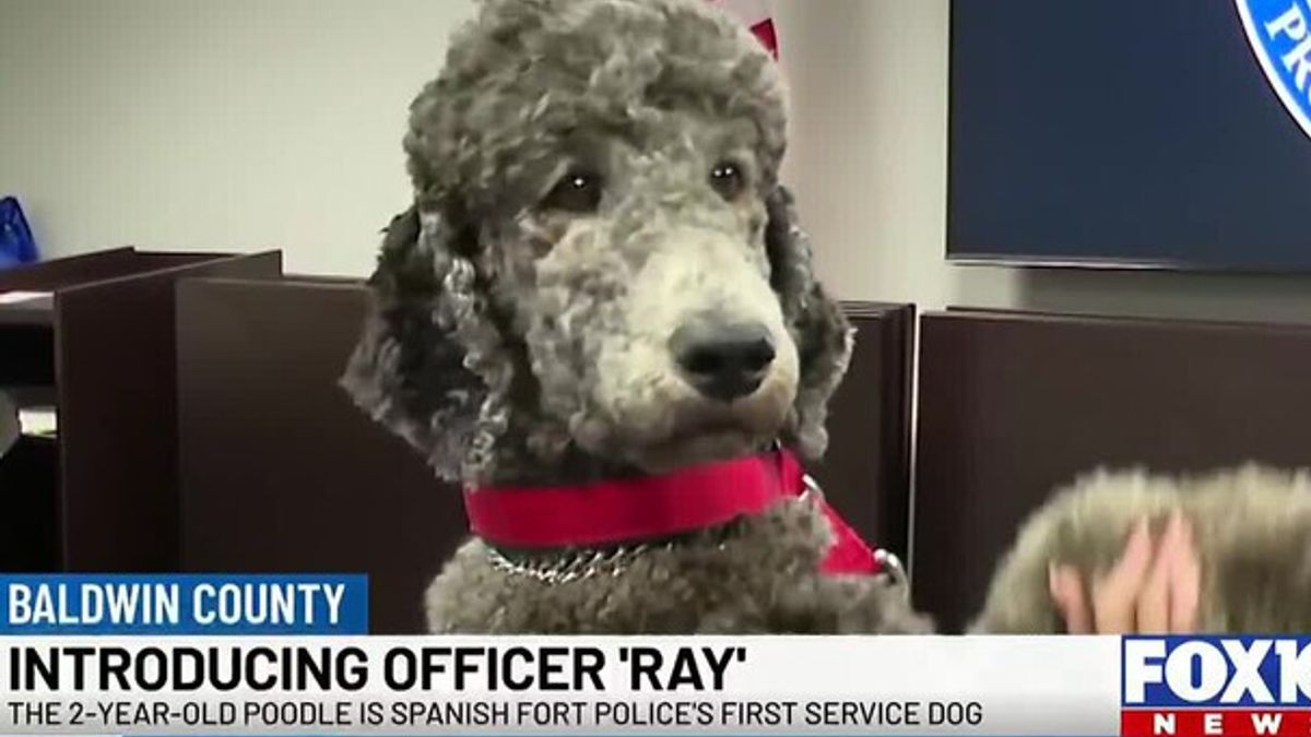 A poodle with a purpose: Meet Spanish Fort PD’s first support dog ...