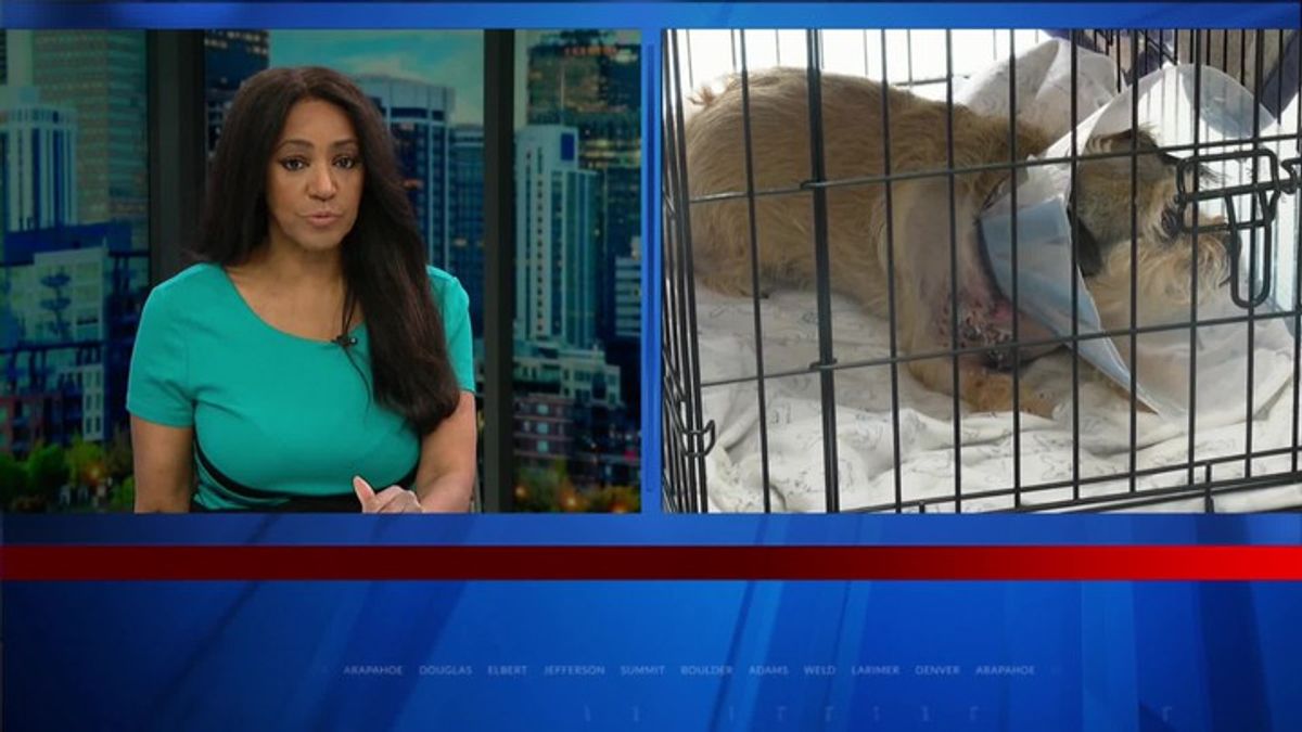 Westminster family faces mounting vet bills after dog attack | Haystack ...