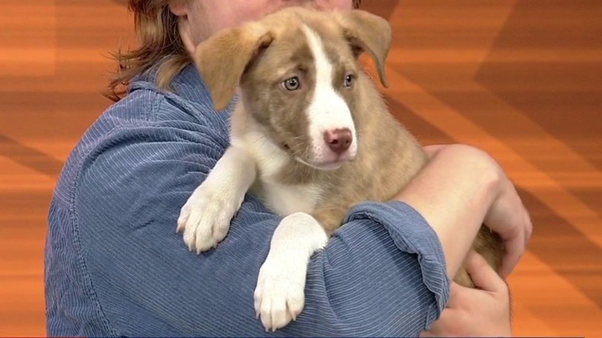 Pet of the day: Lincoln | Haystack News