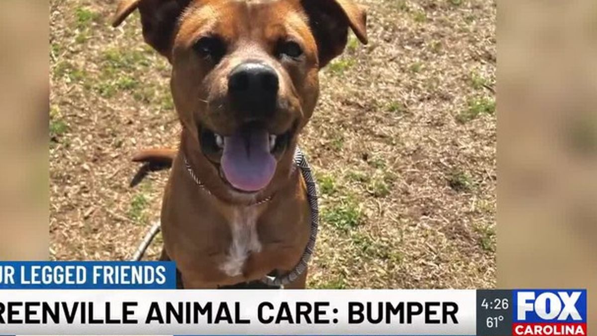 Four Legged Friends: Bumper | Haystack News