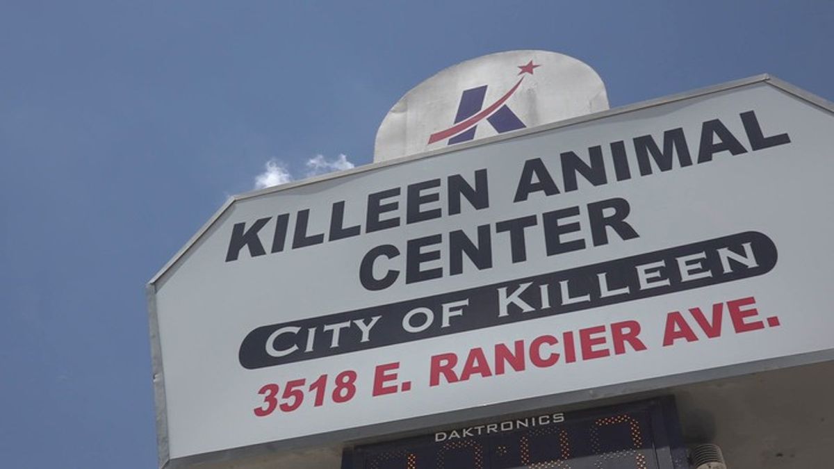 Killeen Animal Center shuts down due to mold | Haystack News