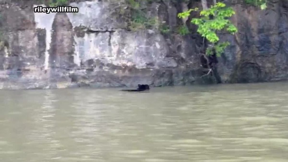 Black bear spotted swimming at Lake of the Ozarks | Haystack News