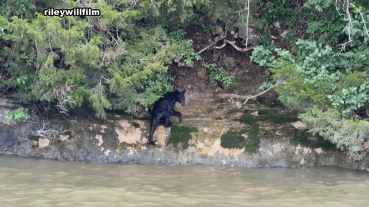 Black bear spotted swimming at Lake of the Ozarks, residents asked to ...