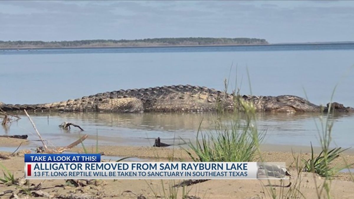 13-foot alligator removed from Sam Rayburn Lake | Haystack News