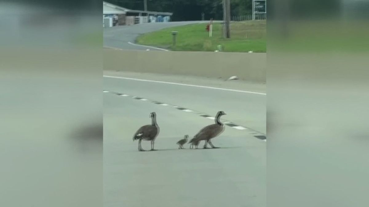 Arkansas State Police trooper seen running over baby goose in the ...