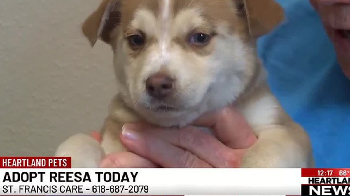 Heartland Pets: Reesa at St. Francis CARE | Haystack News