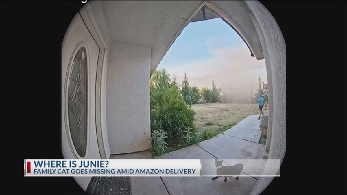 Where is Junie? Family cat goes missing amid Amazon delivery | Haystack ...
