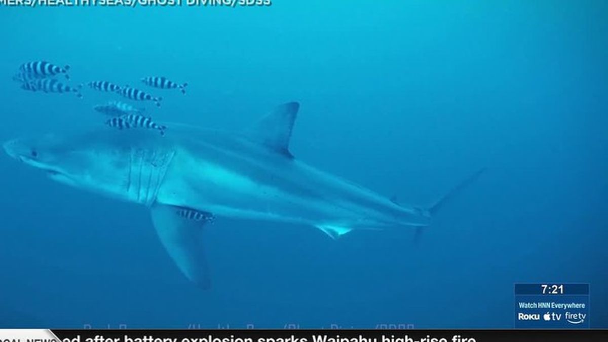 What's Trending: Great White Shark Rare Footage | Haystack News
