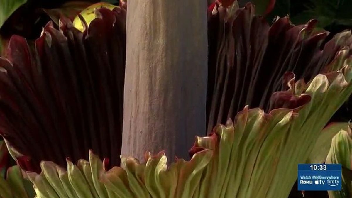 Corpse flower in bloom at the Foster Botanical Garden | Haystack News