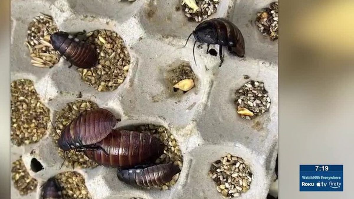 What's Trending: Exotic Roaches | Haystack News