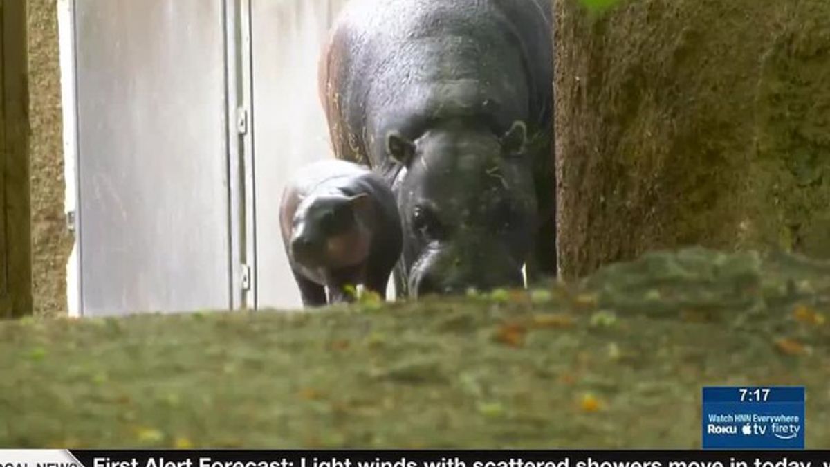 What's Trending: Bread Roll the Hippo | Haystack News