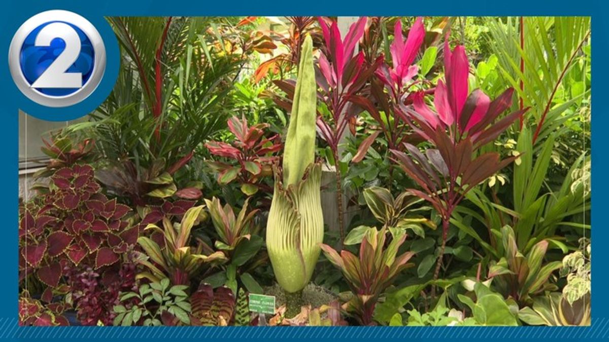 Foster Botanical Garden: Second corpse flower blooms this year ...