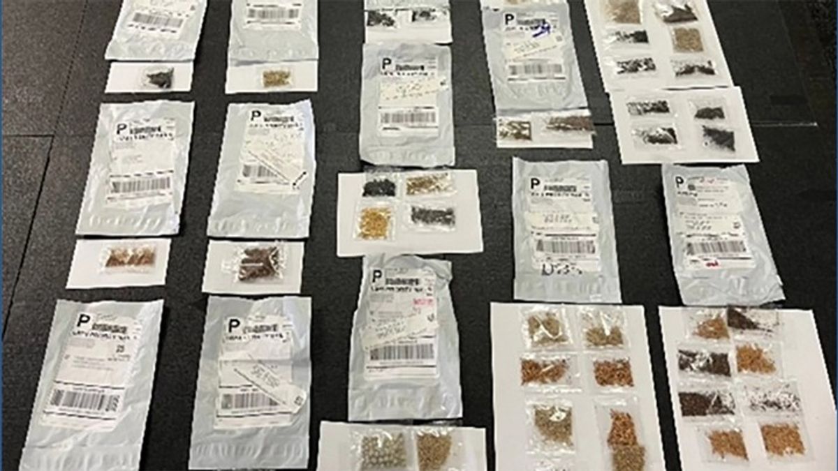Mystery seeds from China showing up in Texas | Haystack News