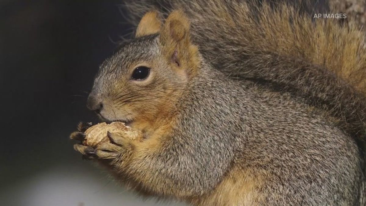 WDFW kills 5 squirrels in north Tacoma after at least one person bitten ...