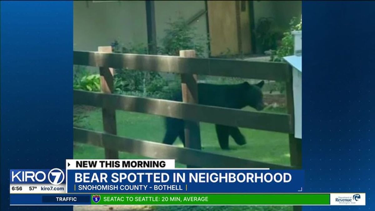 Bear spotted in Bothell neighborhood | Haystack News
