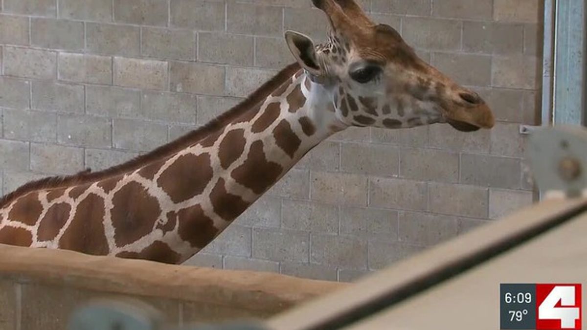 St. Louis Zoo WildCare Park nears 2027 opening with safari experiences ...