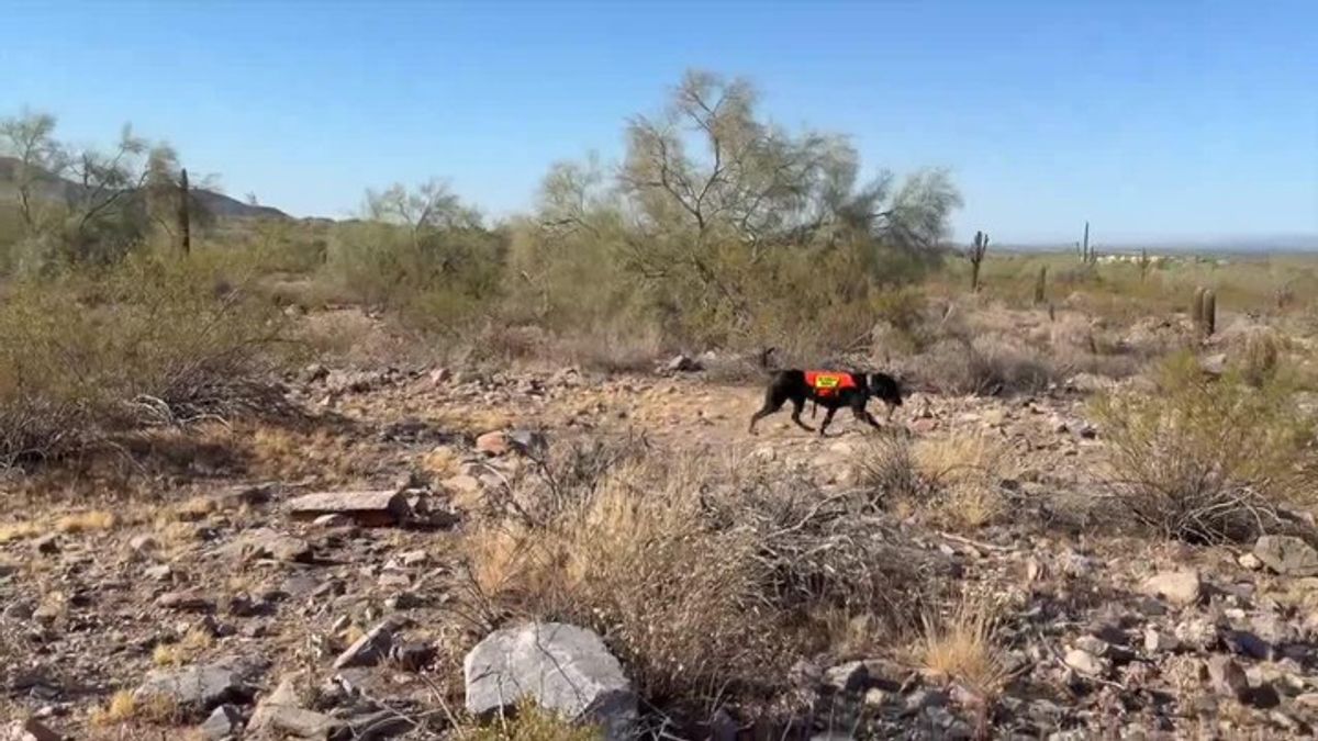 Scottsdale’s new K-9 team targets missing hikers | Haystack News