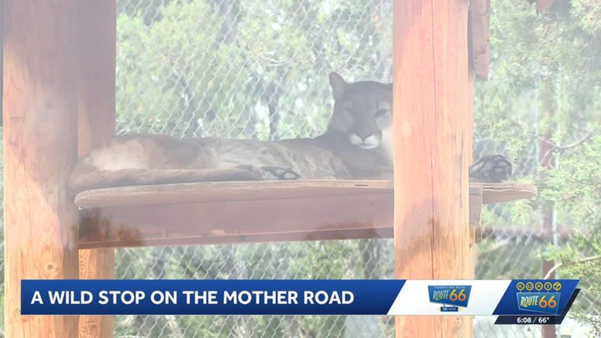 Wildlife West Nature Park near Route 66 offers close encounters with ...