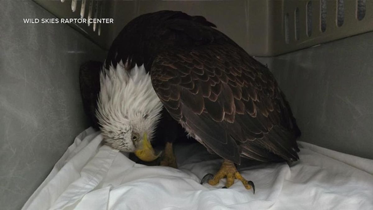 Lead bullets shot at varmints fatally sicken eagles, but there are ...