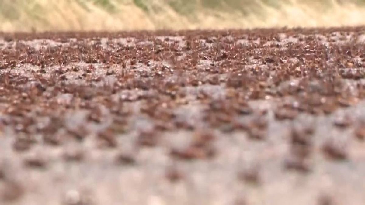 'Mormon Crickets' swarm in Idaho | Haystack News